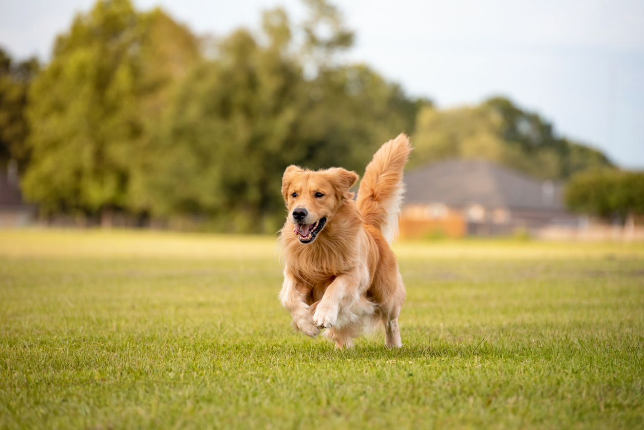 Leash Laws in Georgia - Columbus, GA - Mark Casto Personal Injury Law Firm