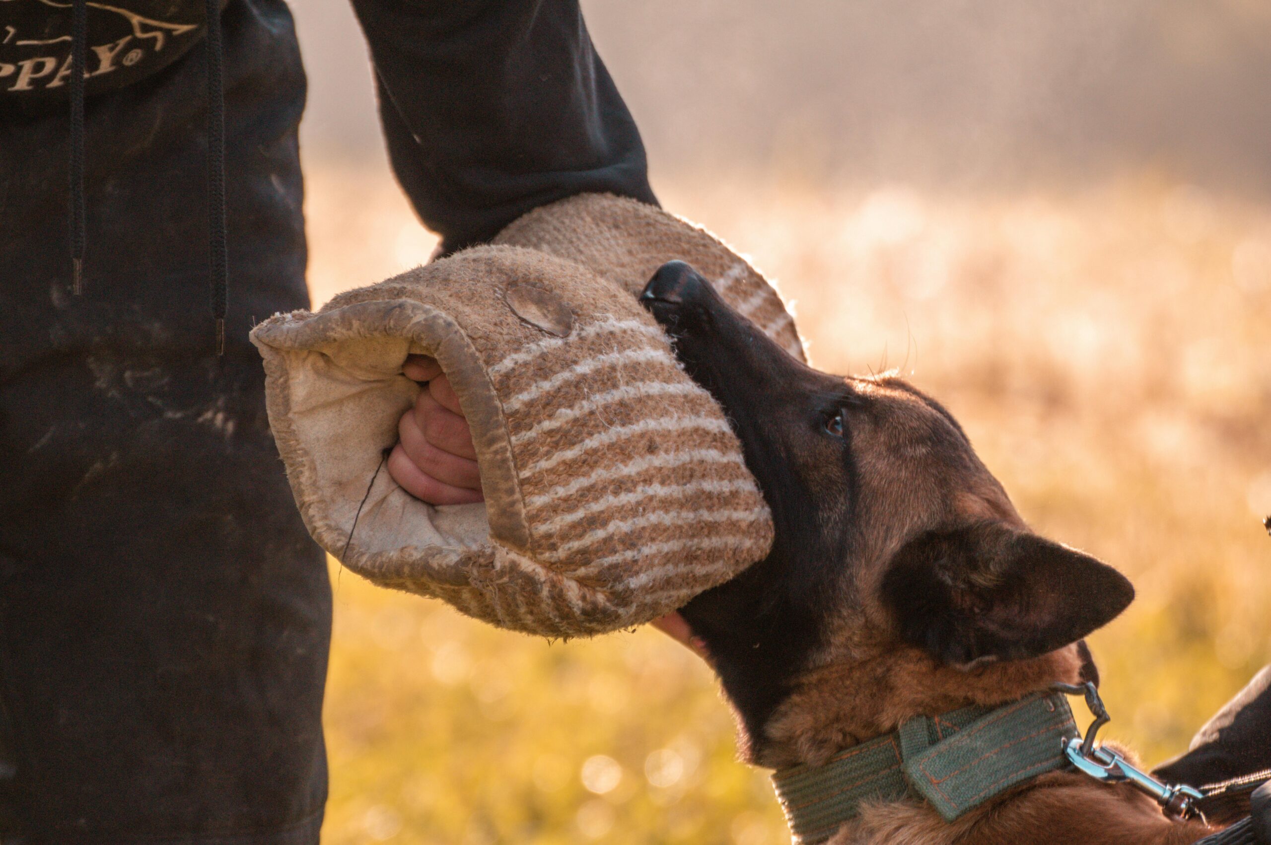 Dog Breeds That Bite and Injure Most Often in Columbus, GA - Columbus ...